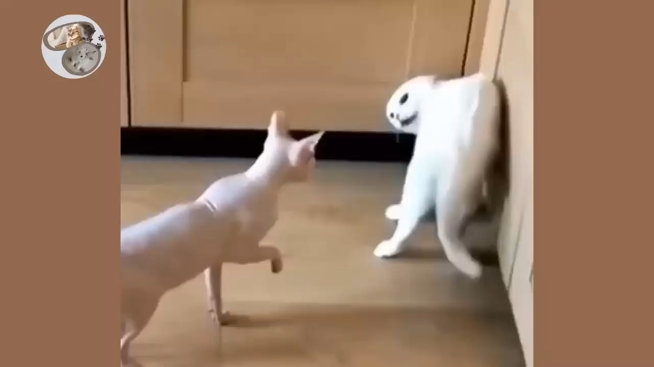 Banbunguttasahakhomnukro Roboflow Universe