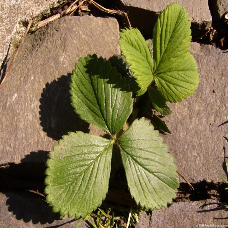 Plant Disease Detection System Object Detection Dataset by VIT