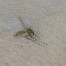 Mosquito Classification 2 Object Detection Dataset and Pre-Trained ...