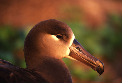 Birds Segment Semantic Segmentation Dataset and Pre-Trained Model by RWDBY