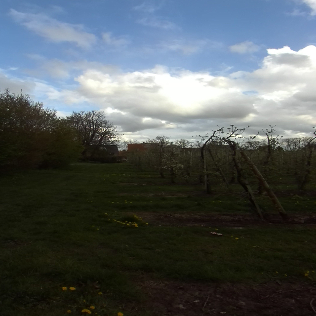 Tree detection Object Detection Dataset and Pre-Trained Model by ThirdBatchSummer