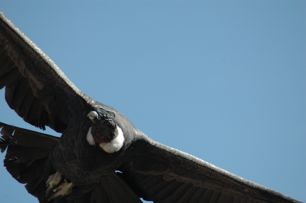 Bird Detection Object Detection Dataset By Dip