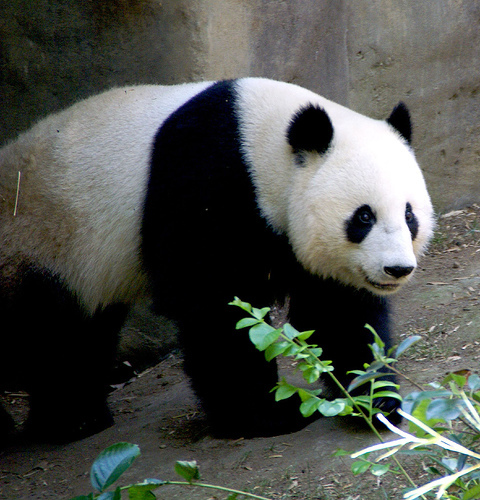 Pandas detection Object Detection Dataset by Intelligence