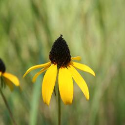 Flower_Dataset Object Detection Dataset and Pre-Trained Model by Flowerdataset