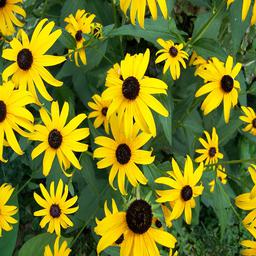 Flower_Segmaentation_Dataset Instance Segmentation Model by Flowerdataset