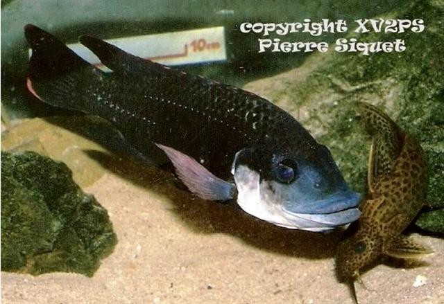 Tilapia Disease Detections Object Detection Model by gaston