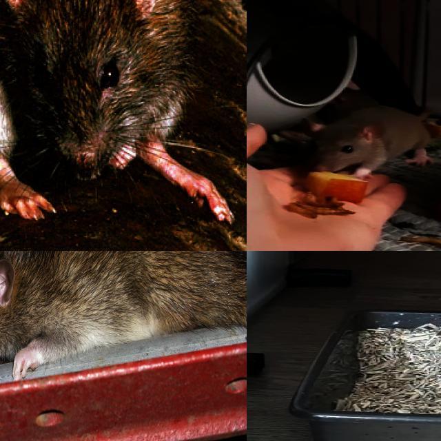 Rodent_detection Object Detection Dataset and Pre-Trained Model by ...