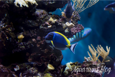 Fish Object Detection Dataset