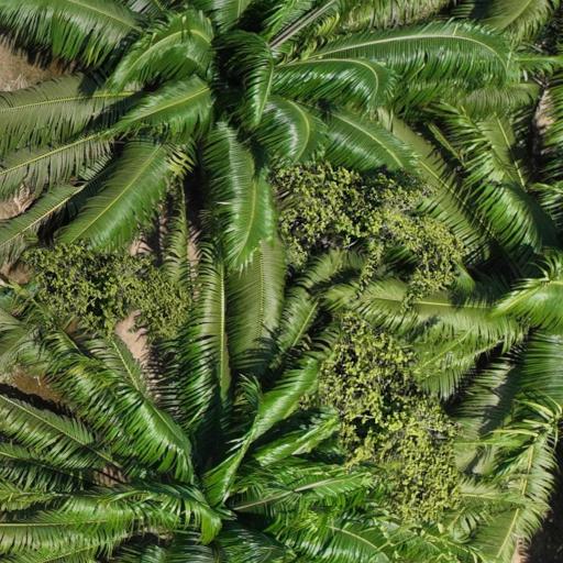 validation 400 images Instance Segmentation Dataset by Weedsdetectionpalms