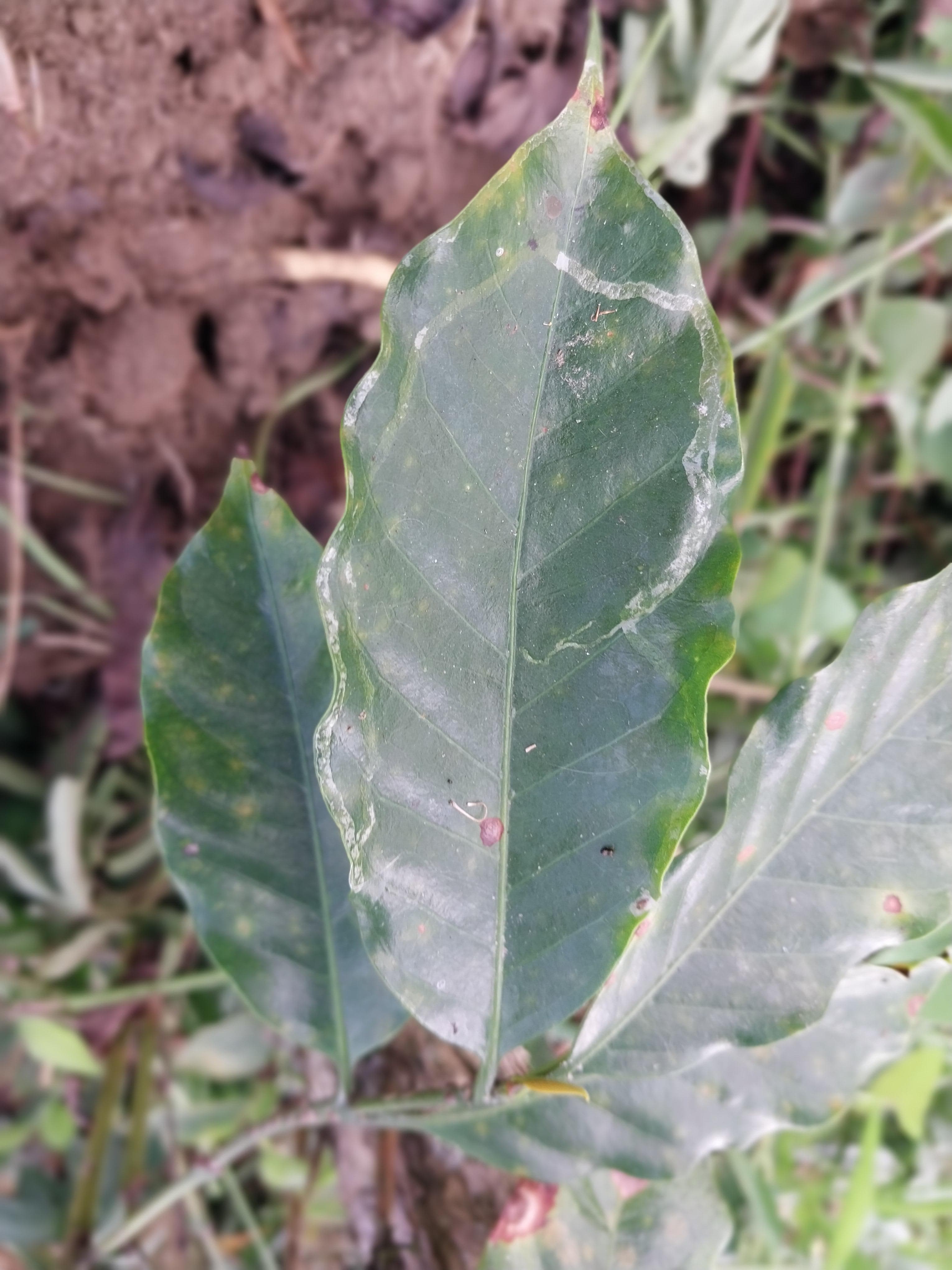 Project Machine Learning Coffee Leaf Disease Detection Using CNN - Roboflow Universe