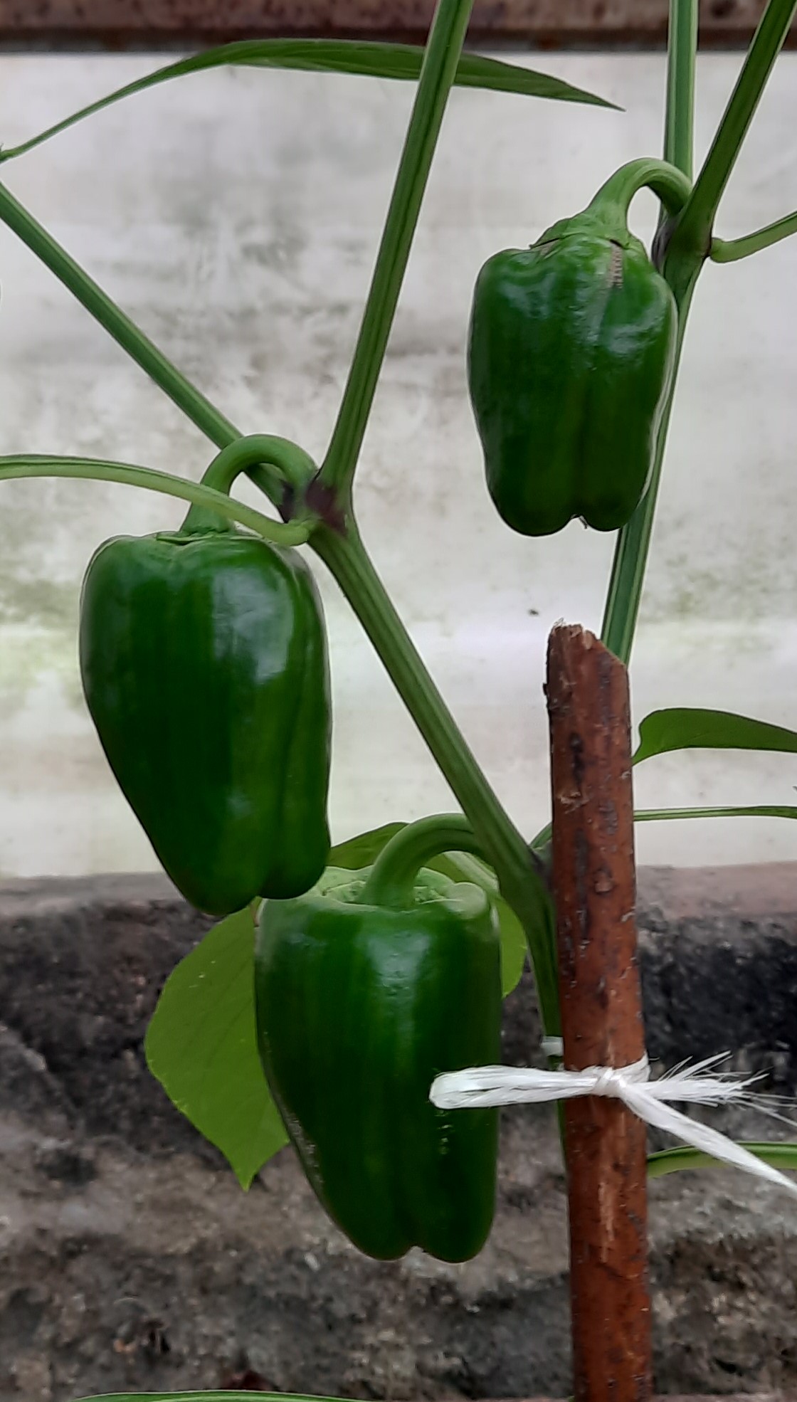 Capsicum_Detection Object Detection Dataset by yolo