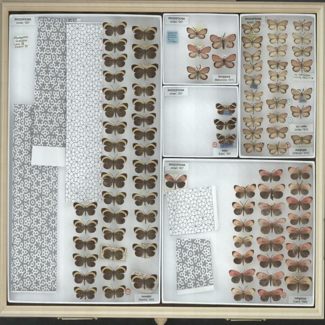 butterfly Semantic Segmentation Dataset and Pre-Trained Model by project