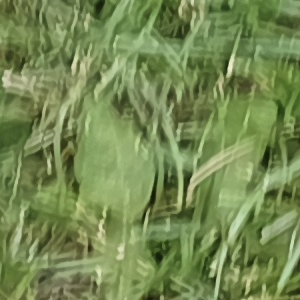 Yardbot Weeds Object Detection Dataset and Pre-Trained Model by Russ Hall