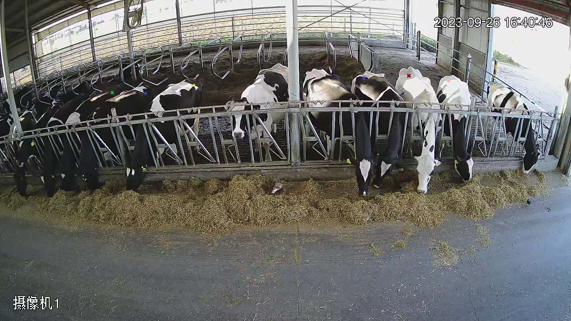 Cattle behviour analysis - Roboflow Universe