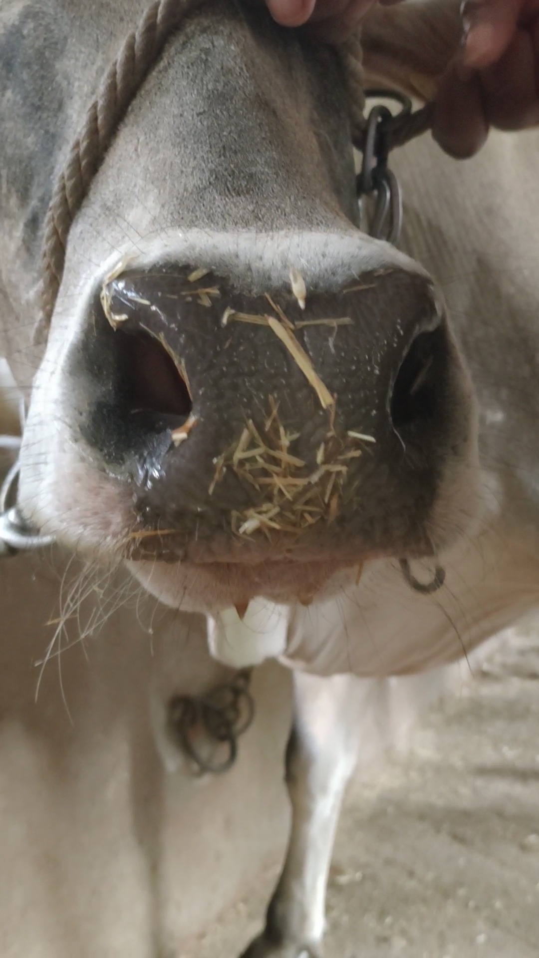 cattle muzzle Object Detection Dataset by srivanth