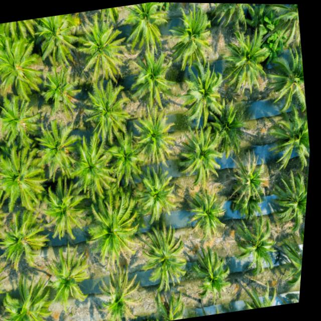 Tree Object Detection Dataset By Tree 5736