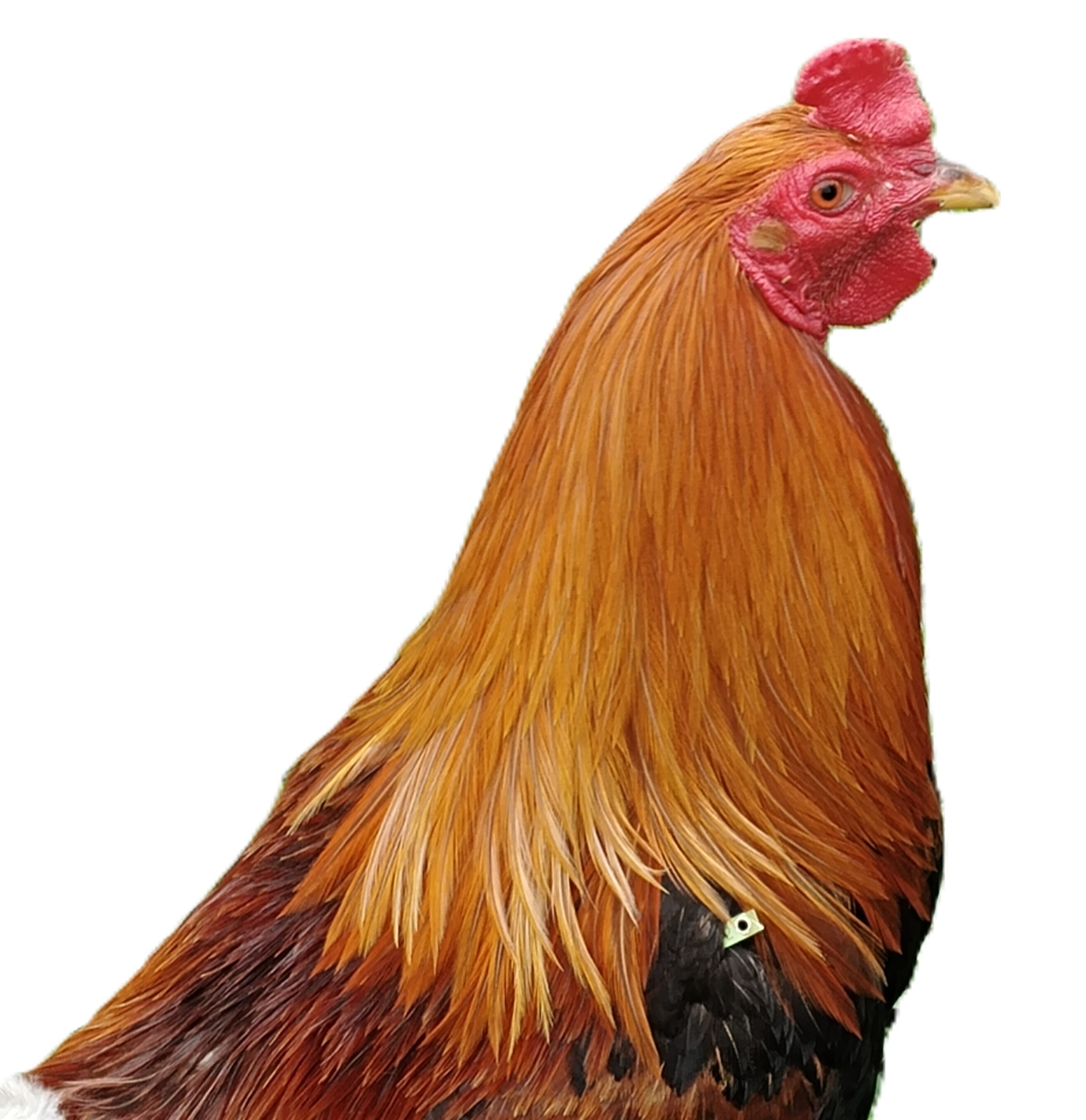 chicken-breeds Classification Dataset by Chicken Identification