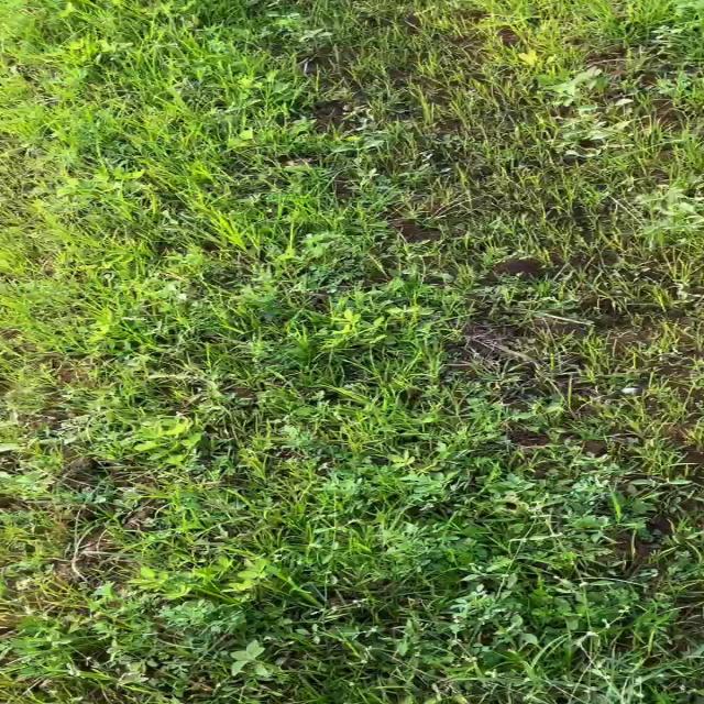 weed and paddy Object Detection Dataset by greenko