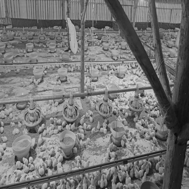 How to Use the poultry detection Instance Segmentation API