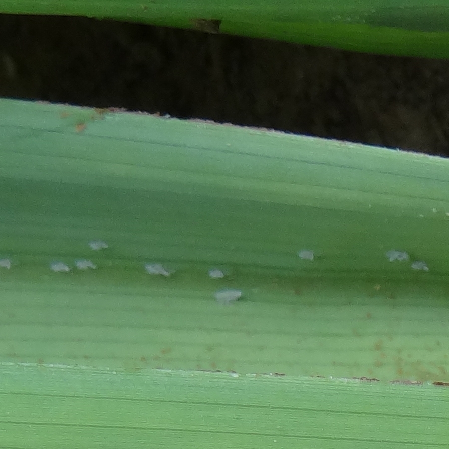 Ai Object Detection Dataset by rand