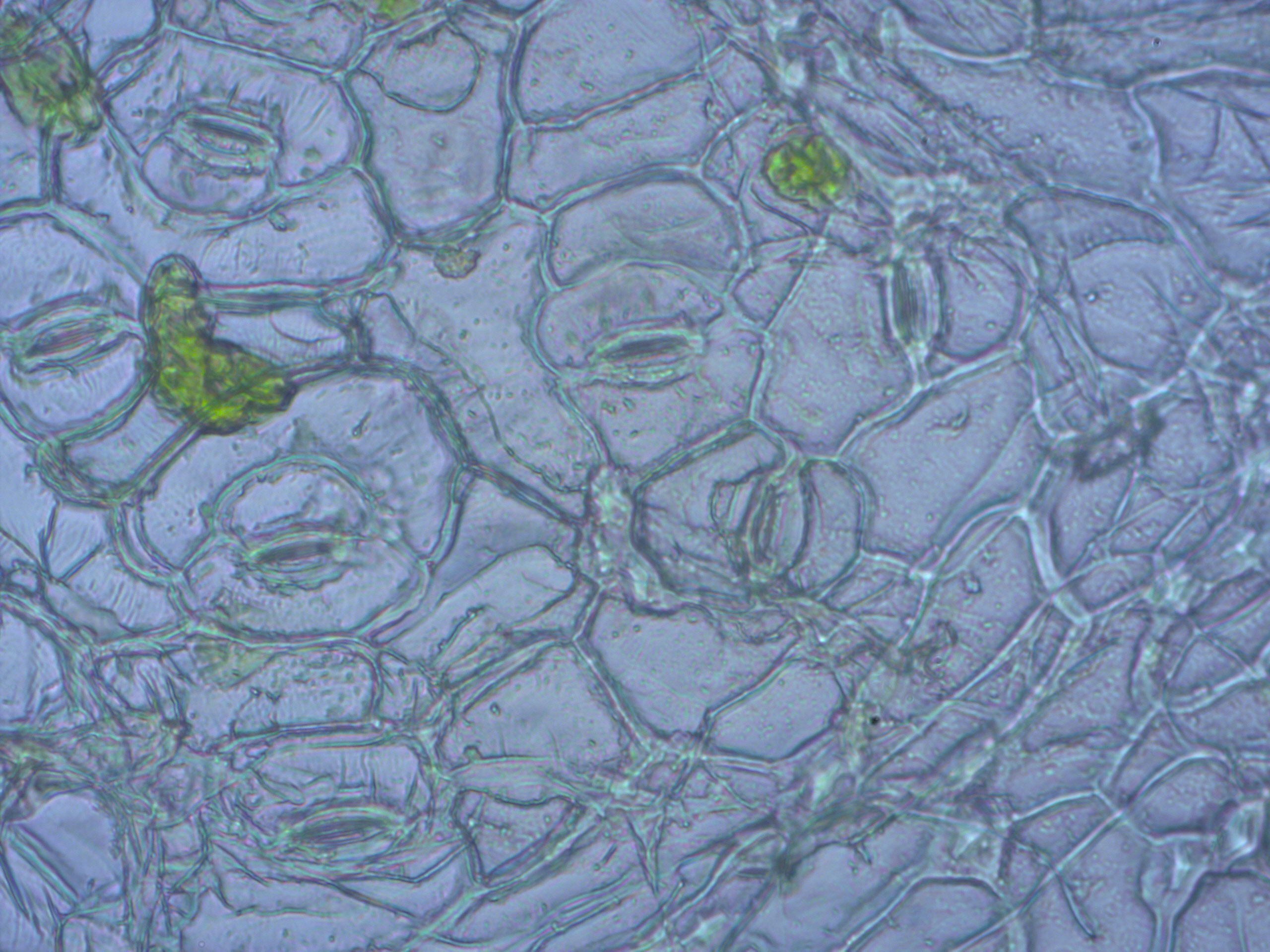 Arachis Stomata Object Detection Dataset By Stomata Segmentation