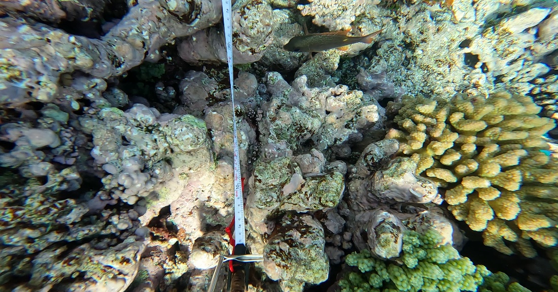 Coral Detection 2 Instance Segmentation Dataset By Projetcorail
