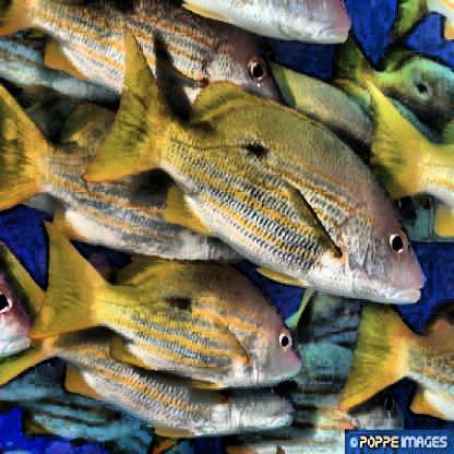 Fish Object Detection Dataset by Tirso Gomez
