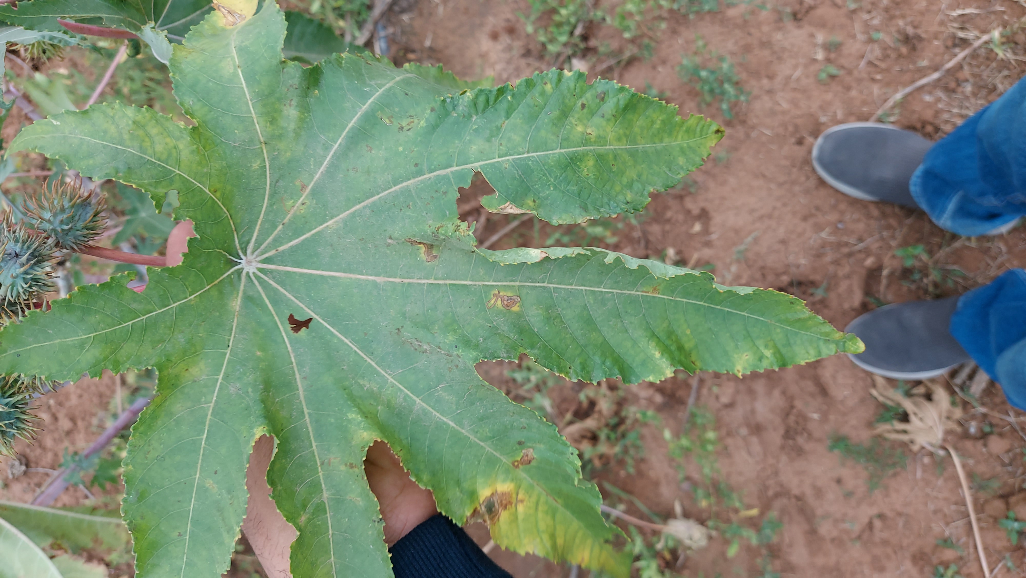 DD Object Detection Model by DD