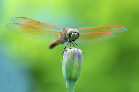Insect Object Detection Dataset by copasdearvores