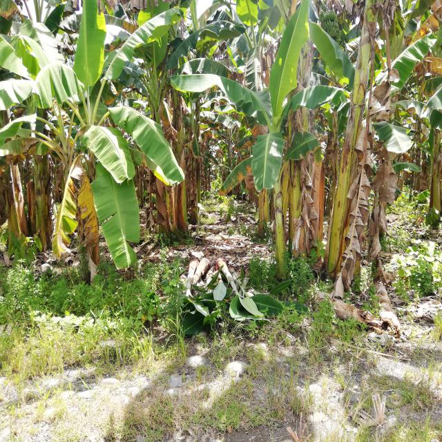 Emotion Object Detection Dataset By Yash