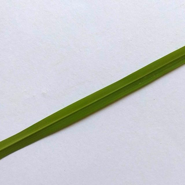 Rice Disease Object Detection Model By Ricediease