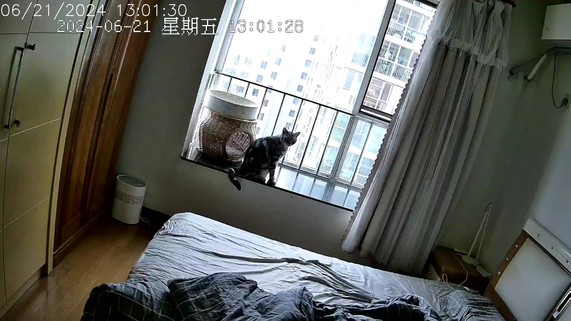 Cat Object Detection Dataset and Pre-Trained Model by test