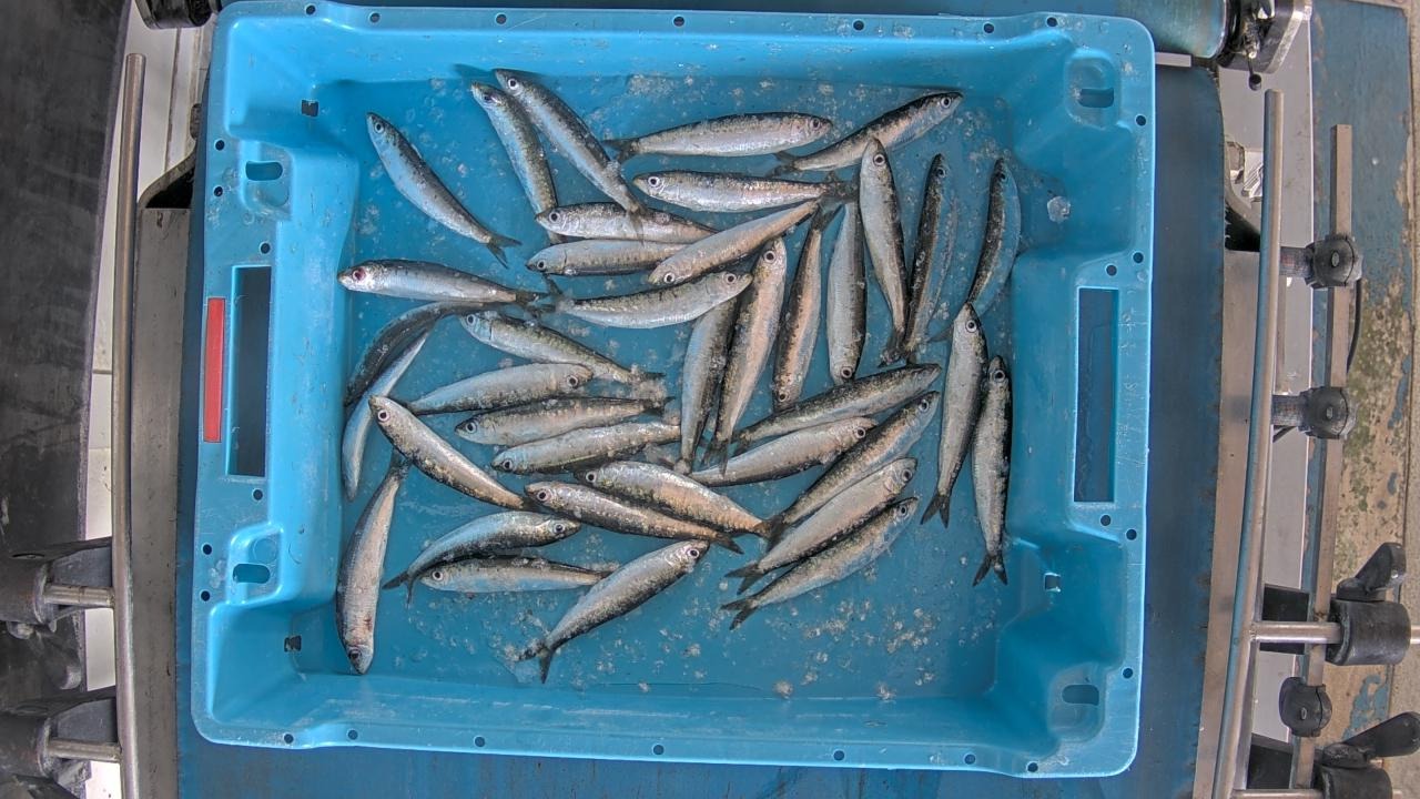 Fish train Object Detection Dataset by Fish dataset