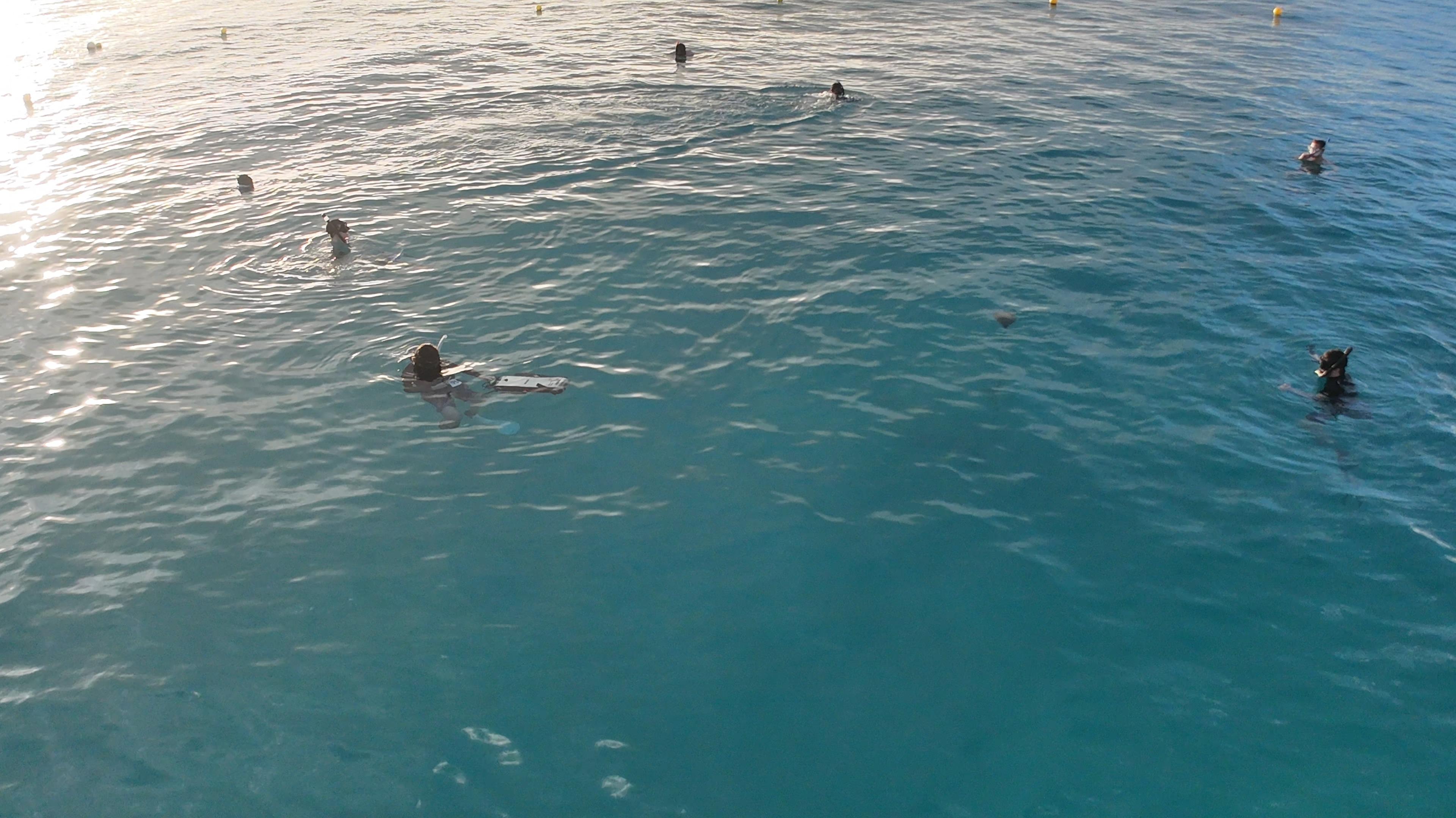 Multi-Aqua Object Detection Dataset by Steve