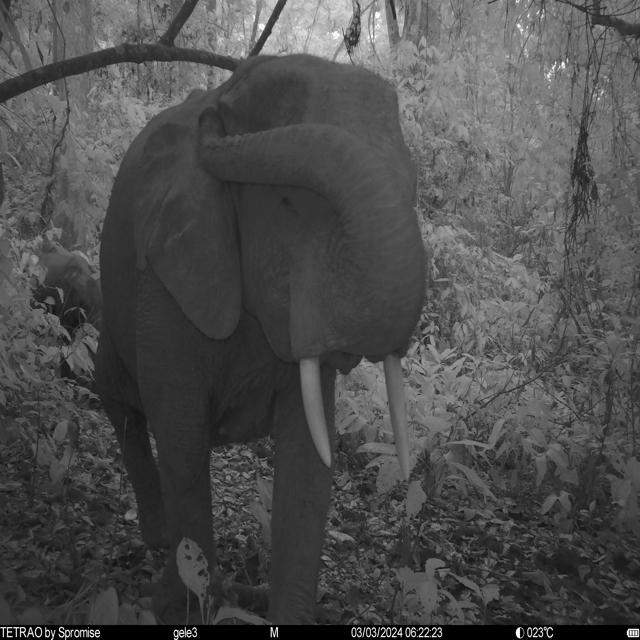 Forest Elephants Cameratrap Object Detection Model by African and Forest Elephants