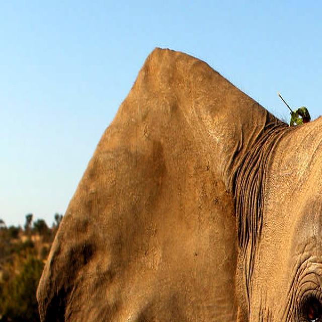 African Elephants Slices Object Detection Dataset and Pre-Trained Model by African and Forest ...