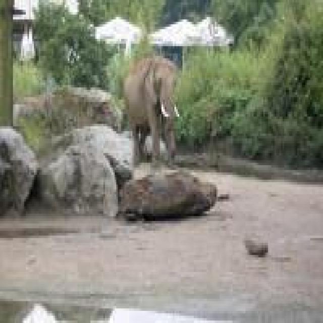 African Elephants (imagenet) Object Detection Dataset and Pre-Trained Model by African and ...