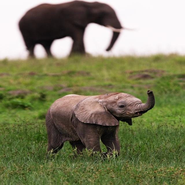 African Elephants All Object Detection Model by African and Forest Elephants