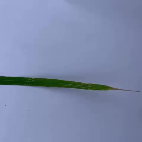 Rice Leaf Diseases Classification Model (v8, Dataset fix after ...