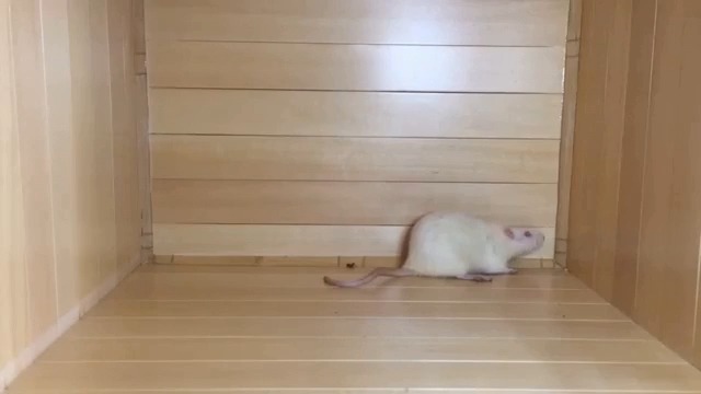 Detect Motion Object Detection Dataset And Pre Trained Model By Mice