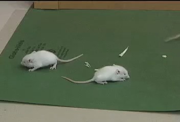 mice_detect Object Detection Model by mice