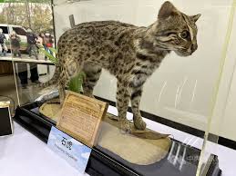 Yee Object Detection Model by cat