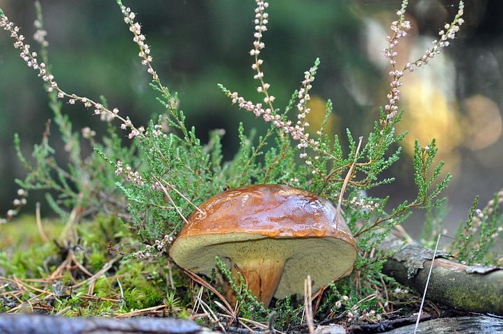 Deneme Object Detection Model by Limonlu Dondurma