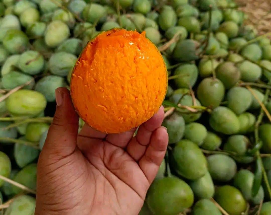 mango types Object Detection Dataset by metaidigit