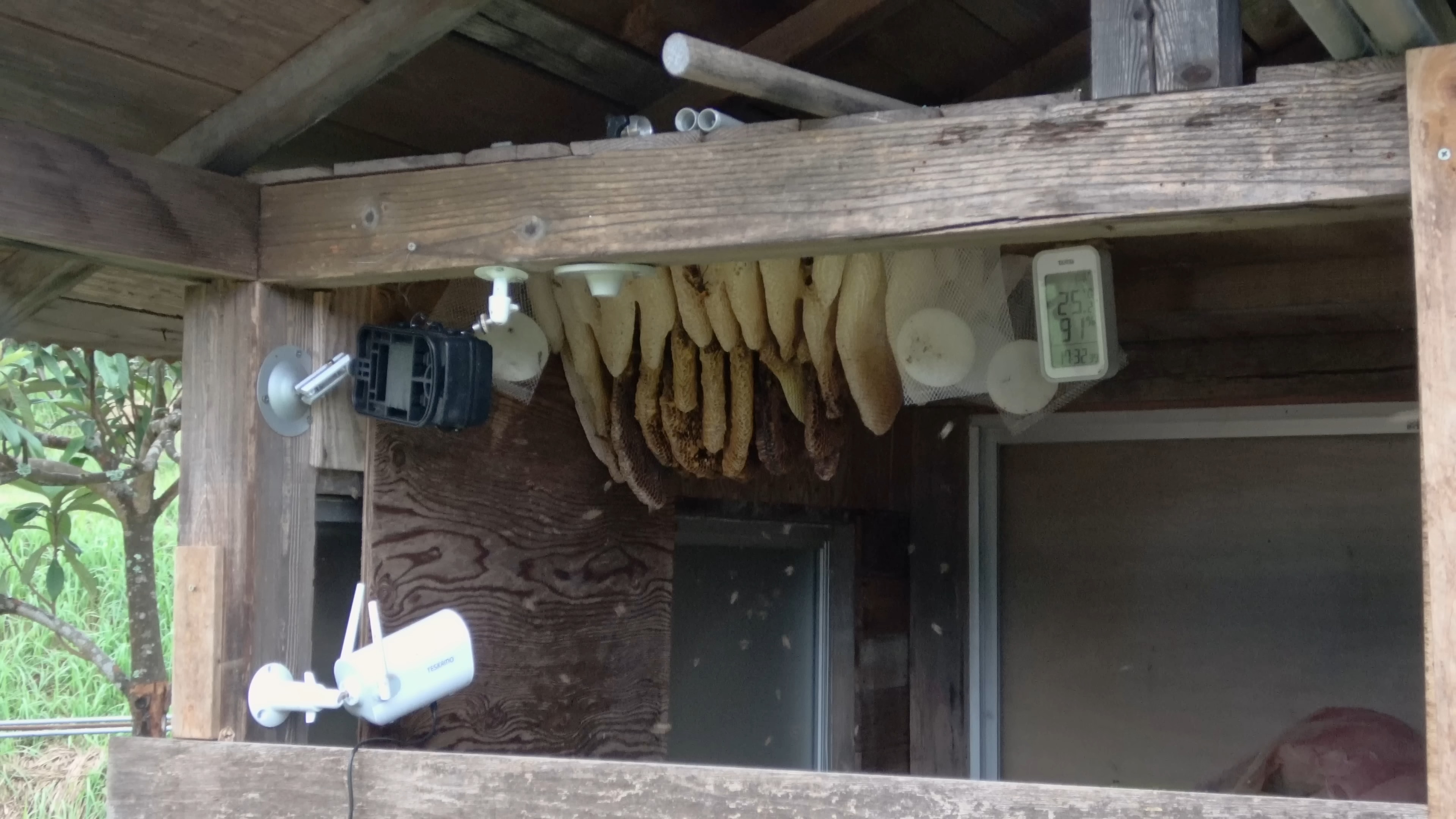 Test hornets video Object Detection Dataset by Bees and Hornets