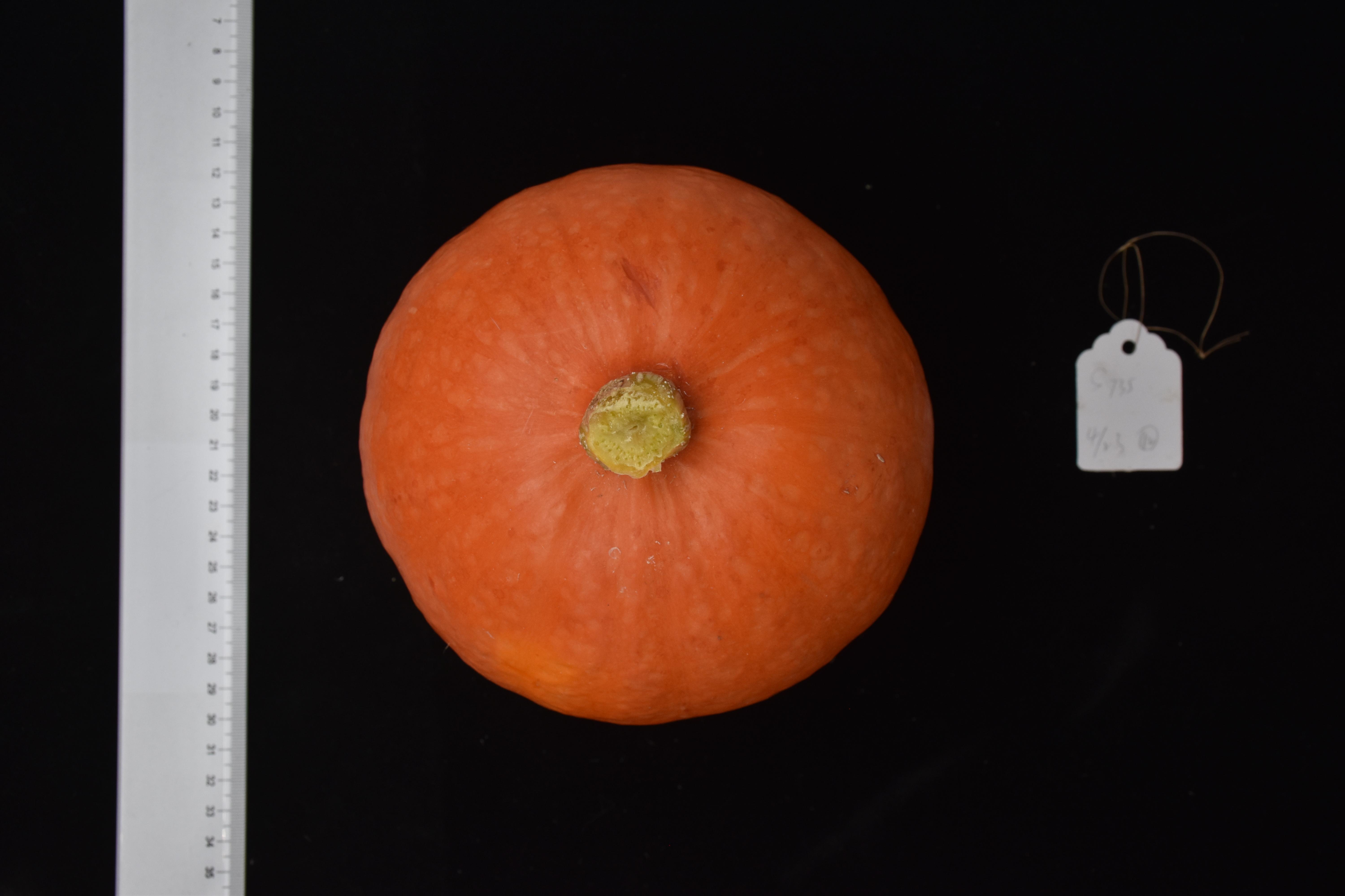 pumpkin_color Object Detection Dataset by wang an yuan