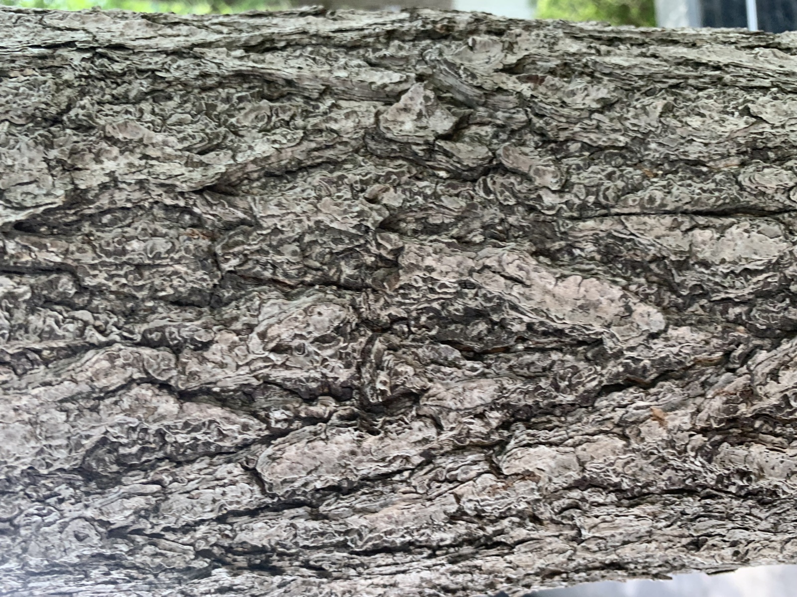 Project 2 Object Detection Model By Graduation Project