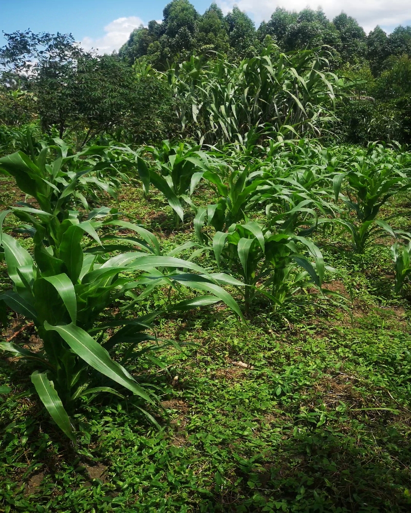 Cassava And Banana Detection Object Detection Dataset And Pre Trained Model By Eden