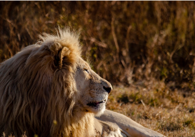 Nithisha (nithisha-qssb7) - Roboflow Universe