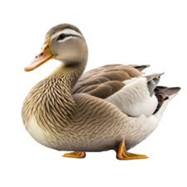Demo Object Detection Dataset By Demo